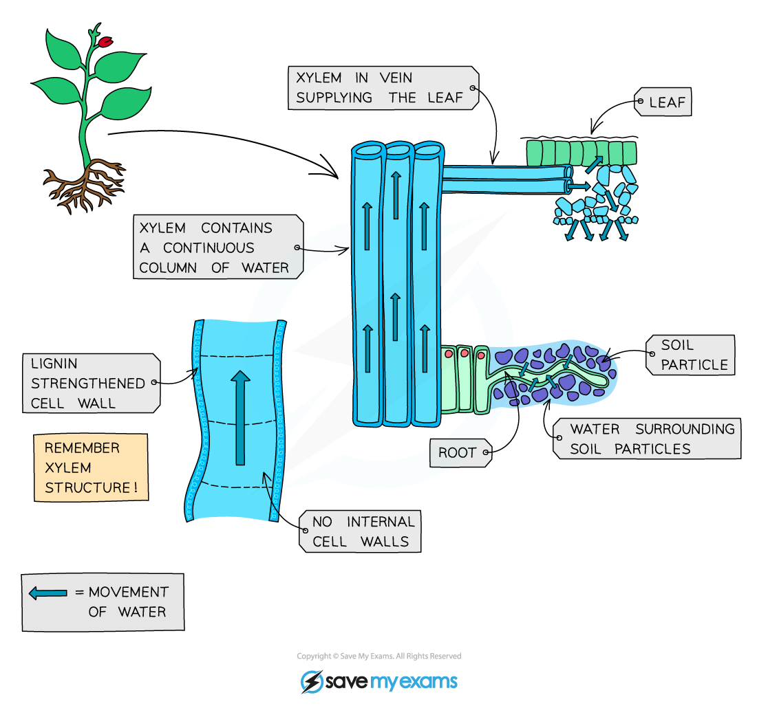 Igcse Biology Transport In Plants Revision Poster