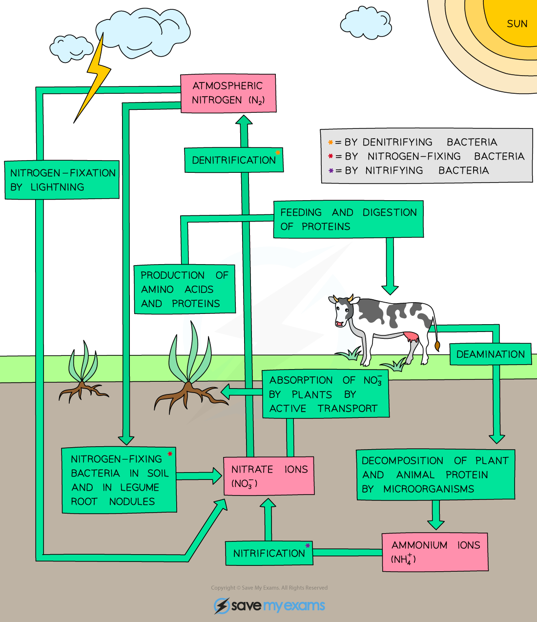 Nitrogen Cycle Steps Of Nitrogen Cycle Online Biology Notes Nitrogen
