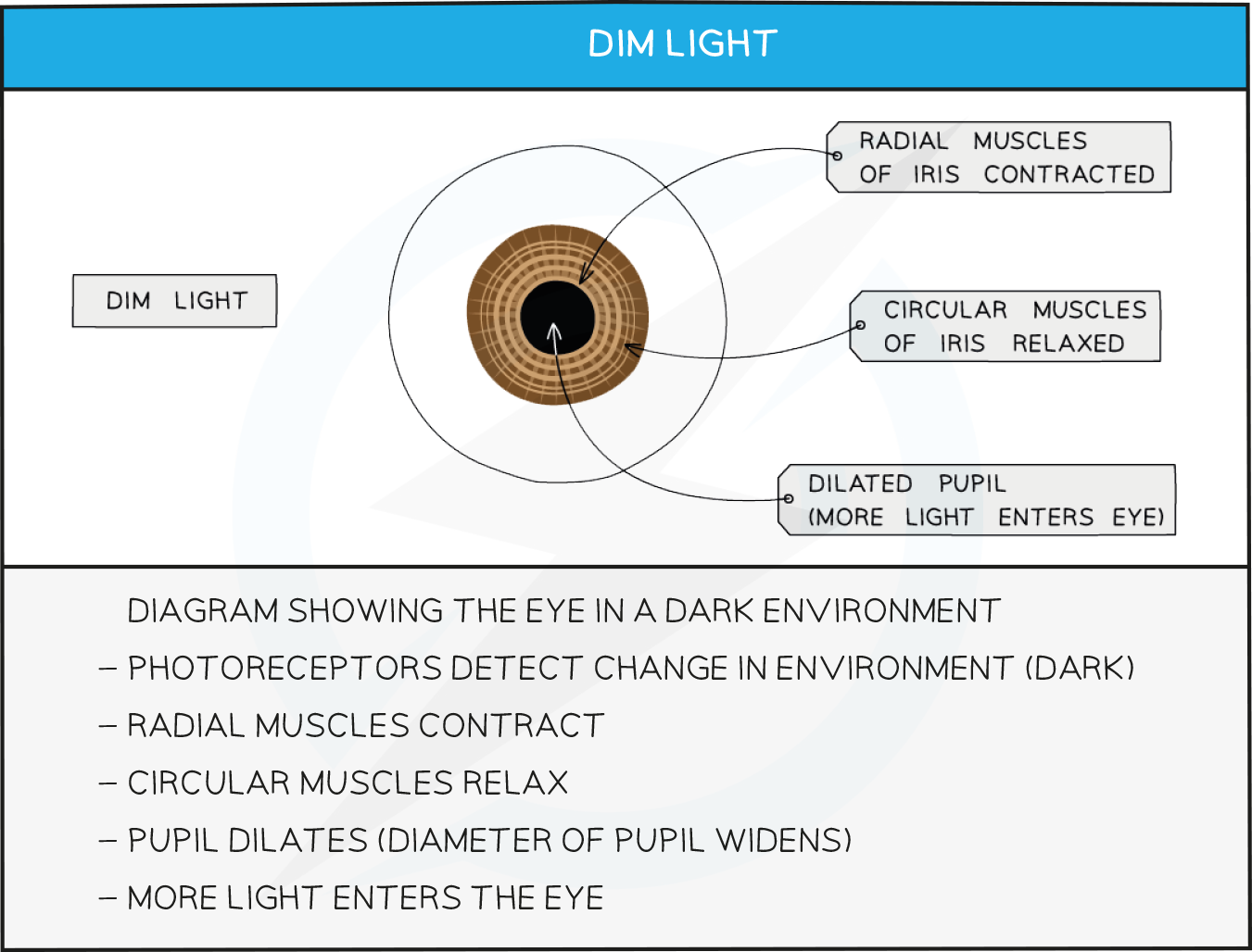 Labelled Diagram Of The Eye And Their Functions - Infoupdate.org