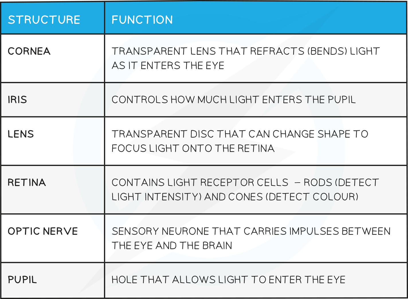 Human Eye Parts And Their Functions - Infoupdate.org