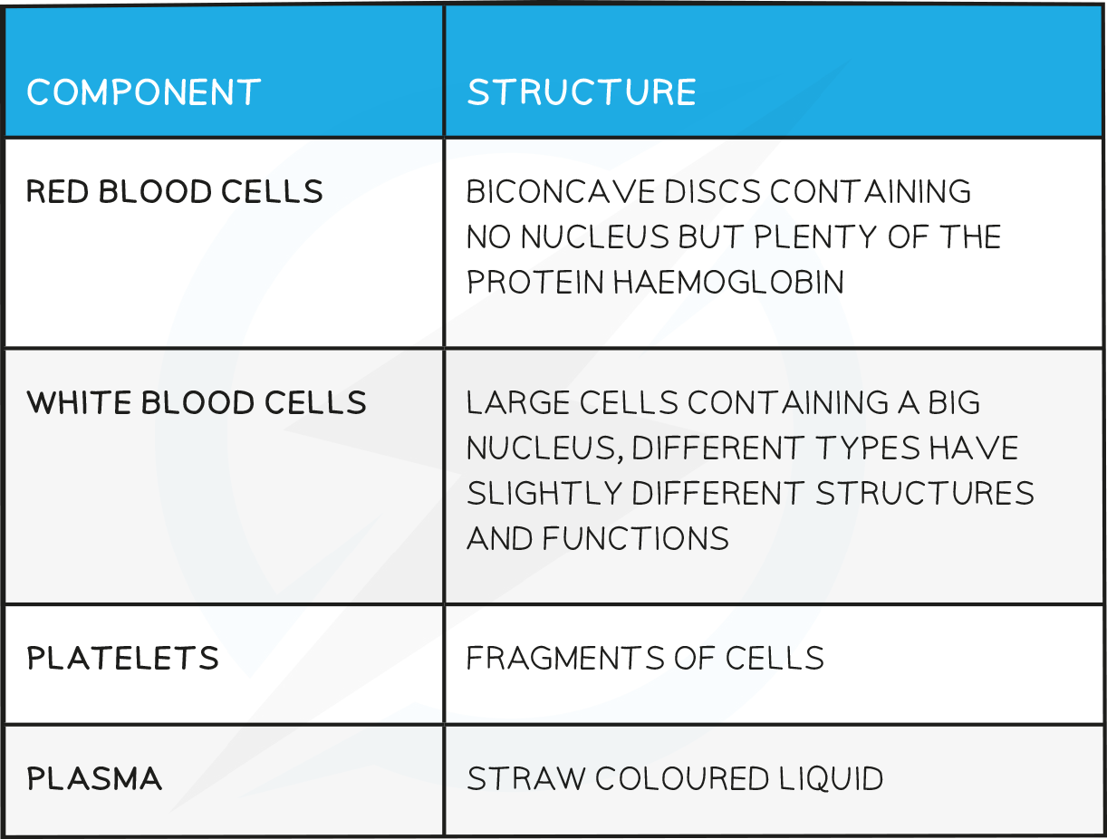 Components Of Blood And Their Functions - Infoupdate.org
