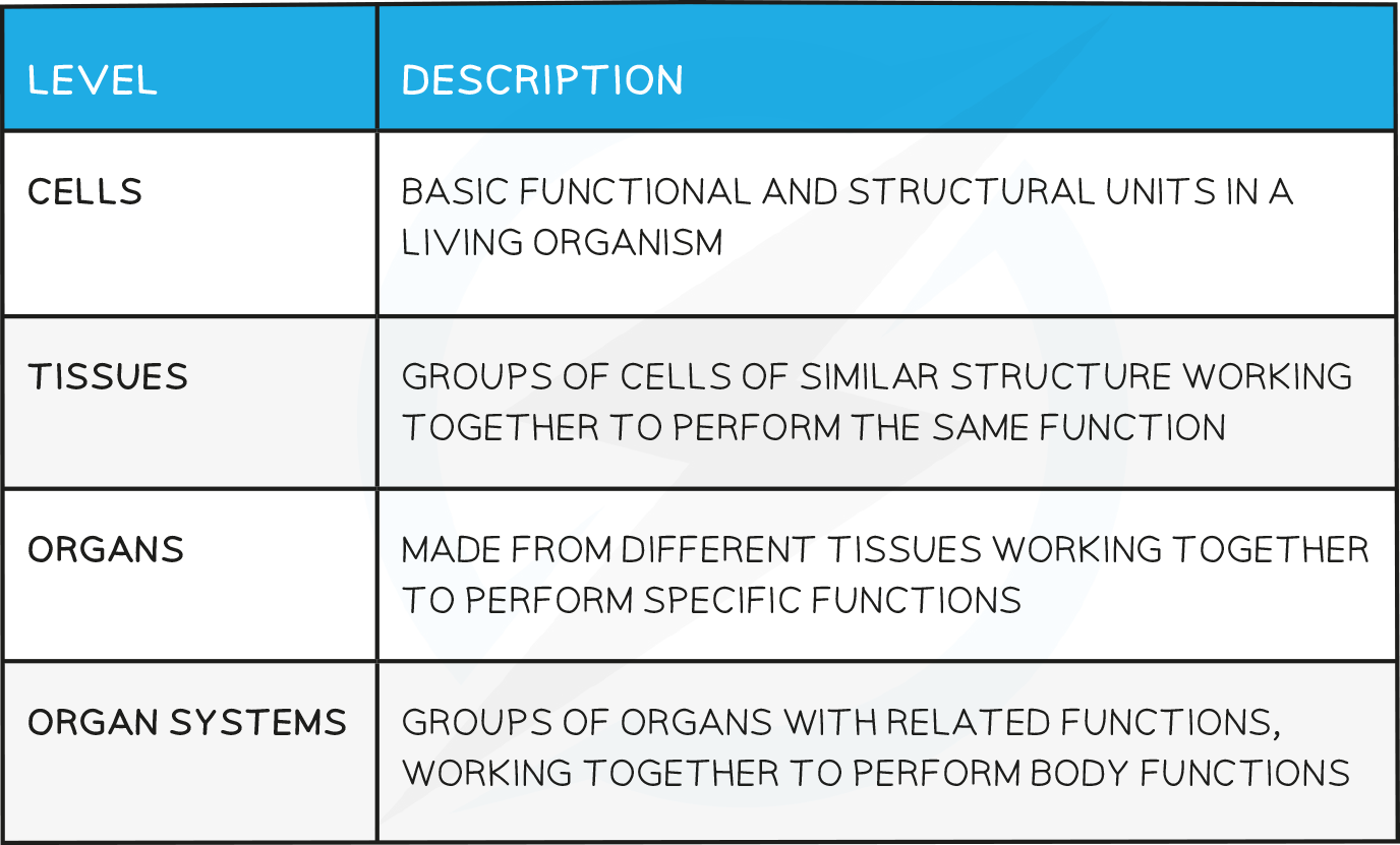 Body Systems Worksheets Ks3