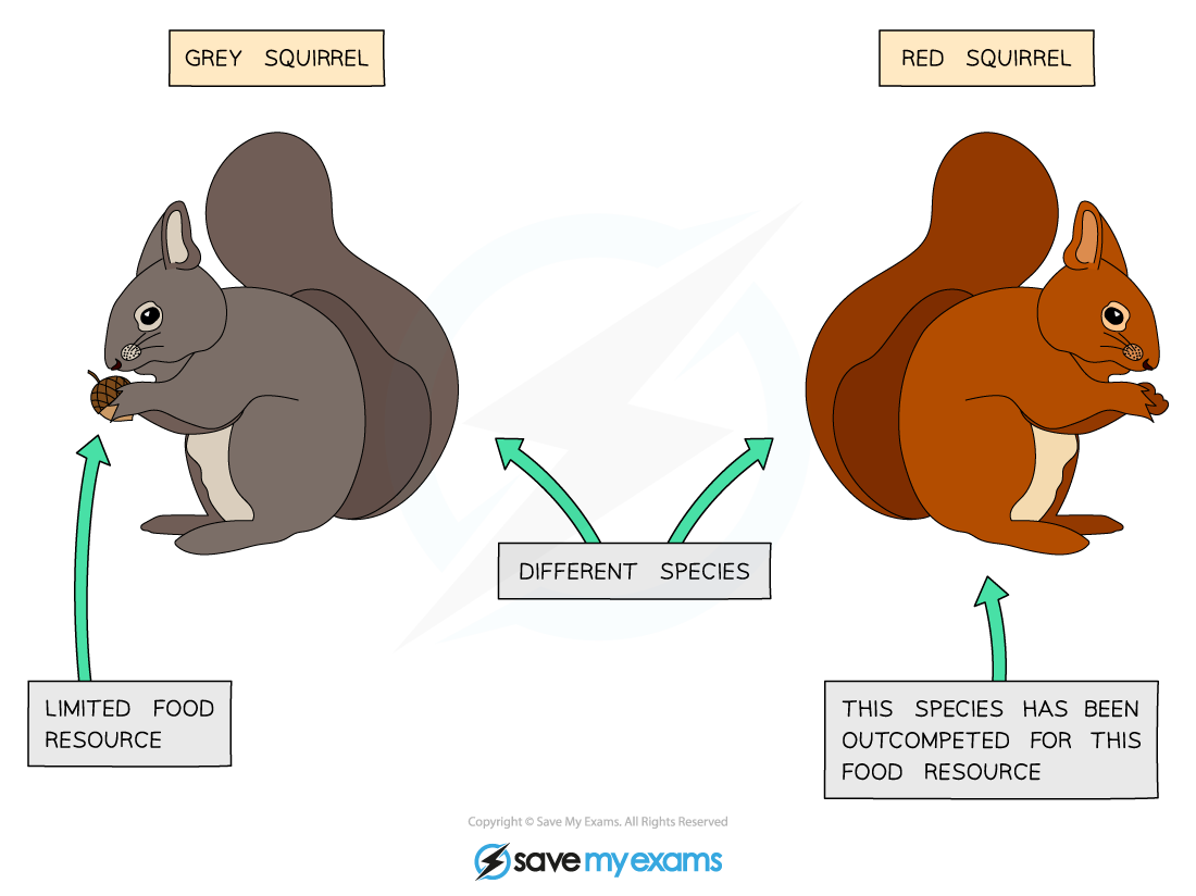 Intraspecific Competition Fish