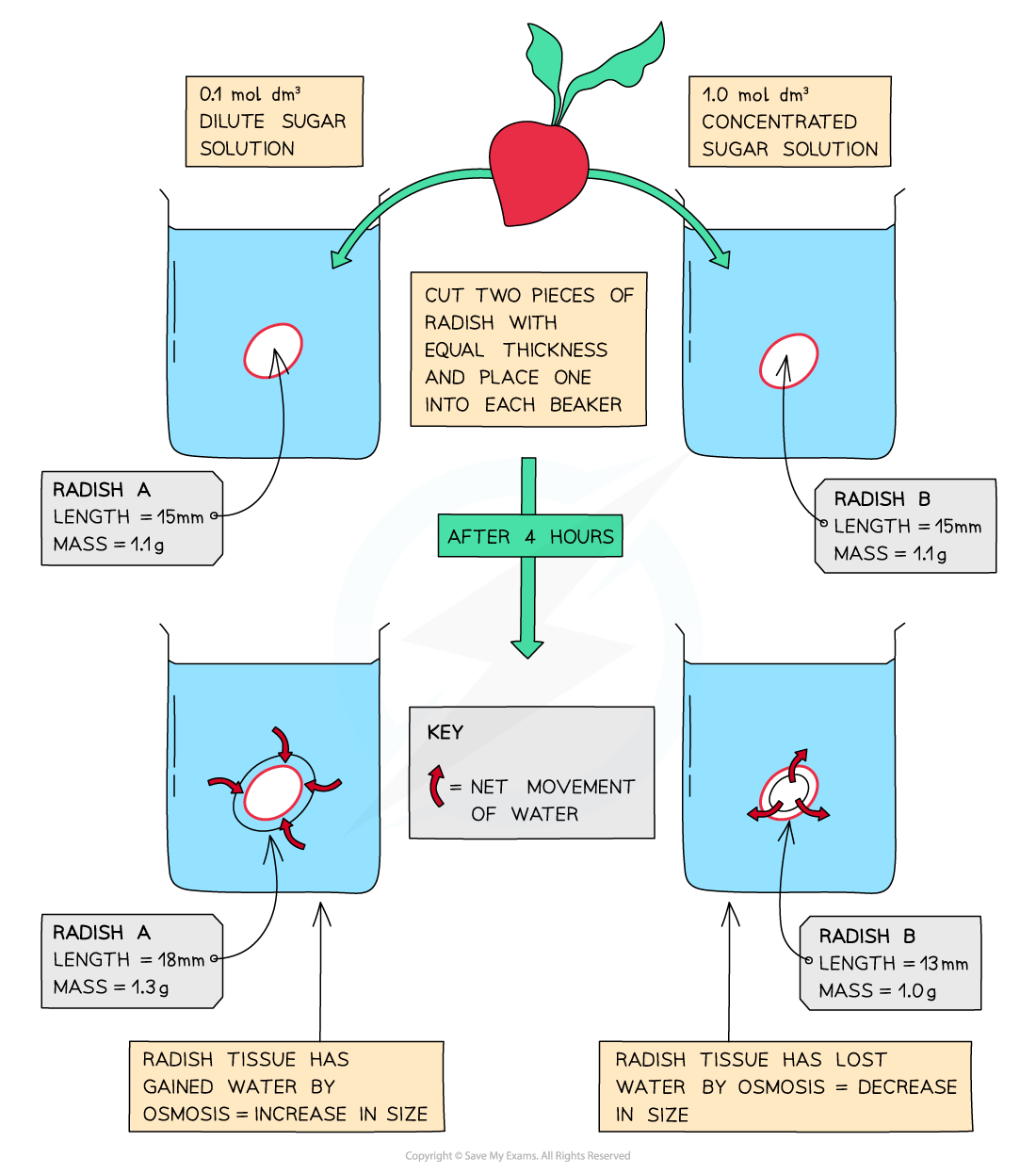 Osmosis Diagram Gcse