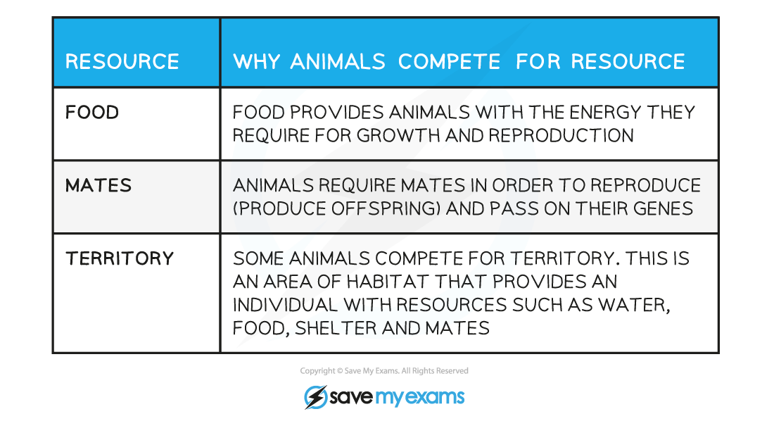 Animals Competing For Resources Competition
