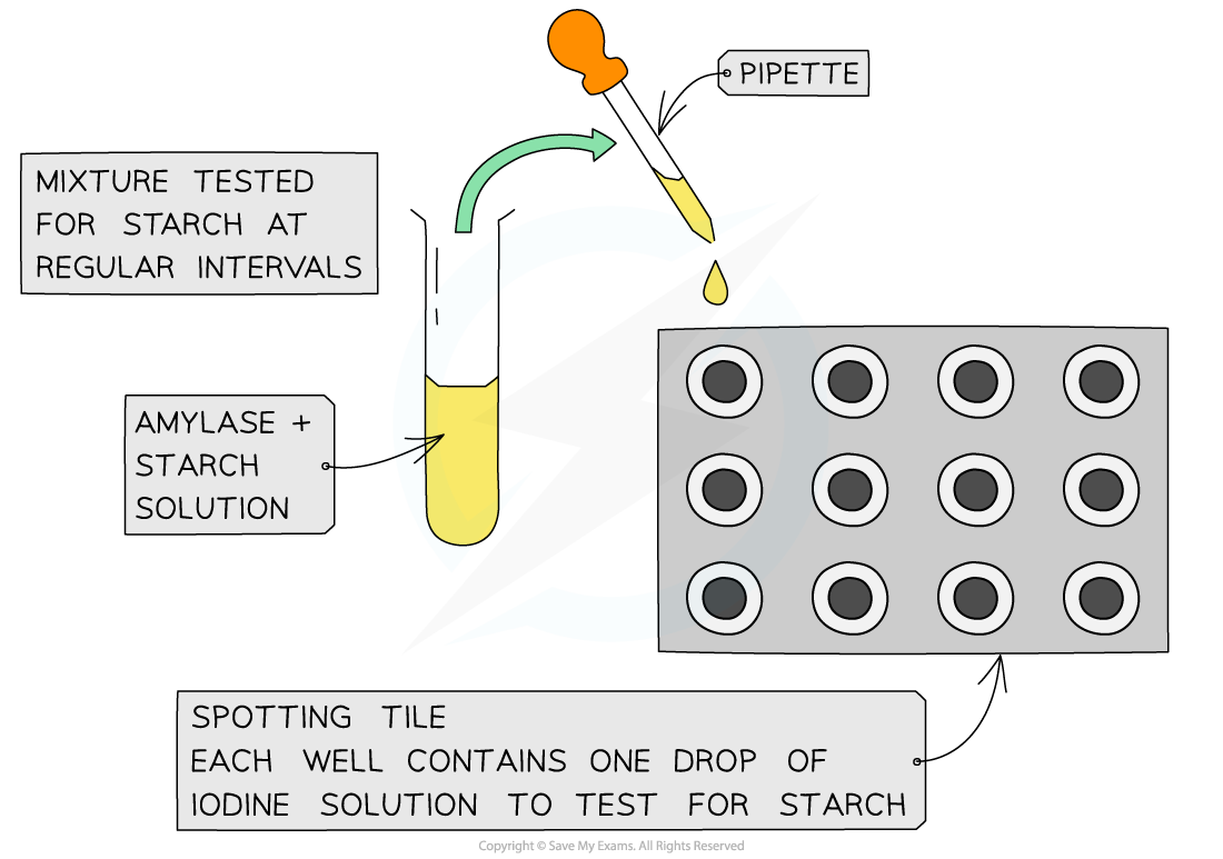 Easy Enzyme Experiments Chapter 7: Catalytic Mechanisms Of Enzymes