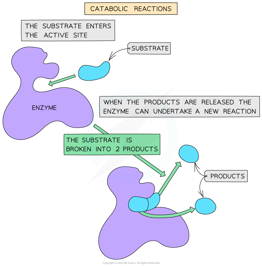 Enzyme Diagram Enzyme Action | Cambridge (CIE) AS Biology Revision