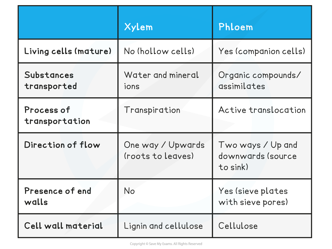What Are The Adaptations Of Xylem And Phloem Tissues To Plant Tissues