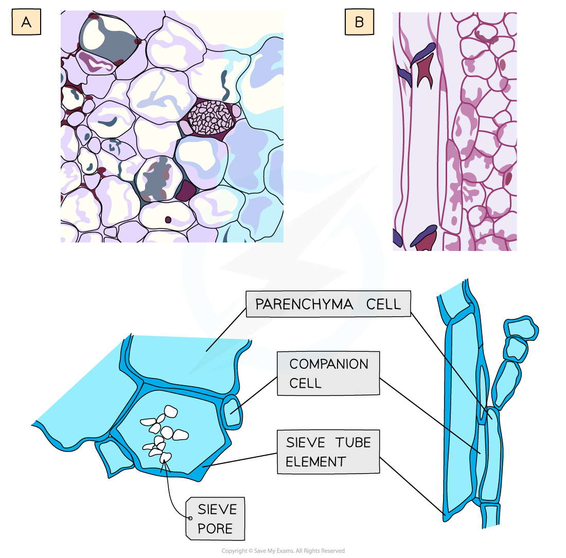 Phloem Diagram Topic 9.2 Transport In The Phloem Of Plants AMAZING