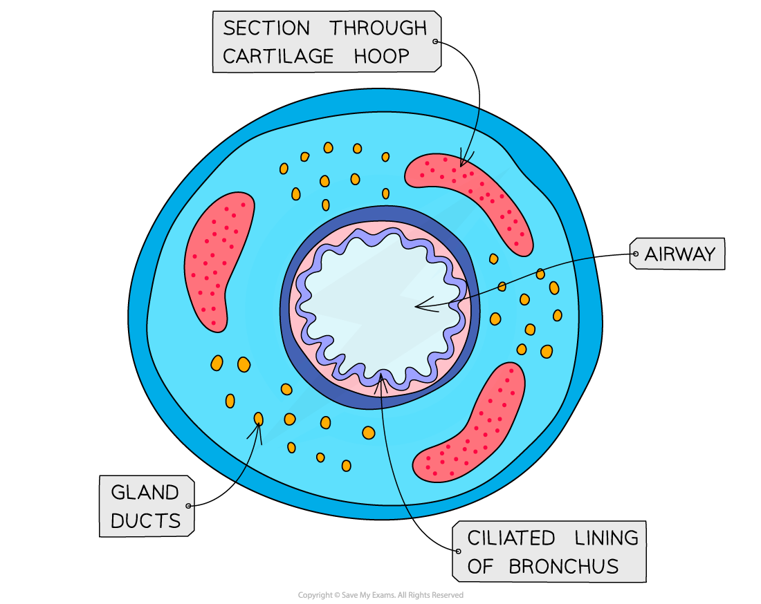 Trachea Cell Diagram