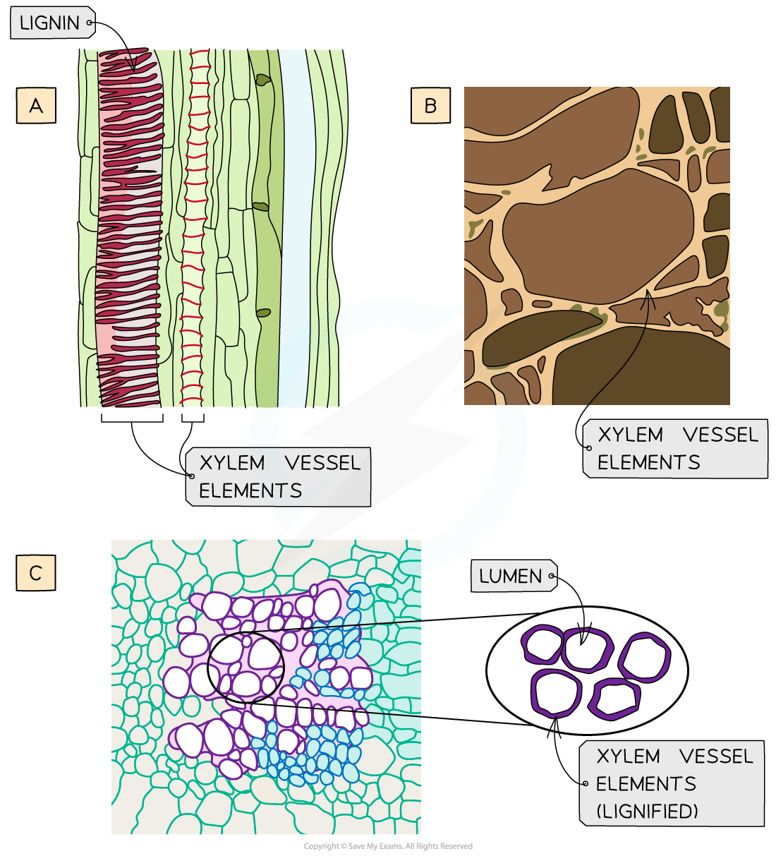 Xylem Cell Labeled