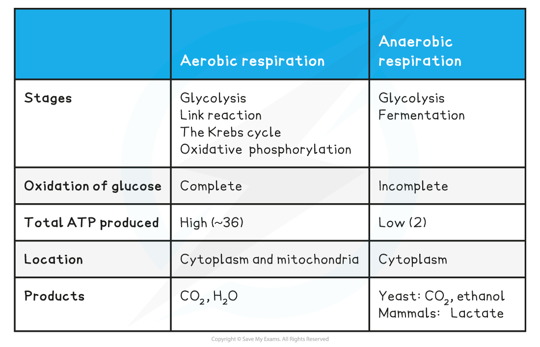 Aerobic Respiration Vs Anaerobic Respiration