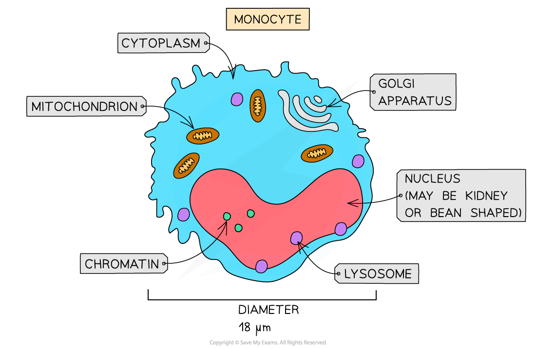 Blood Cells Drawing Shows Six Types Of White Blood Cells Monocytes