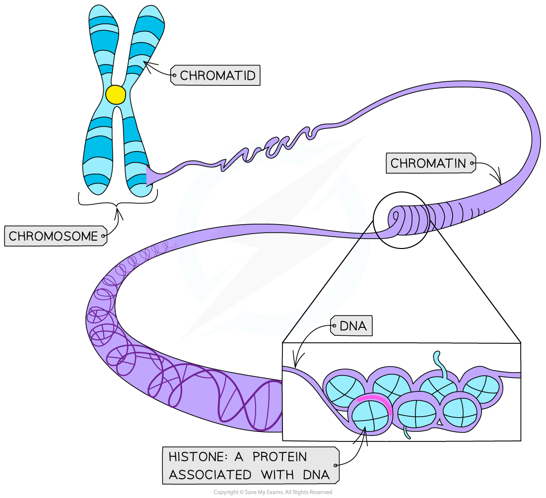 Chromatin In A Eukaryotic Cell