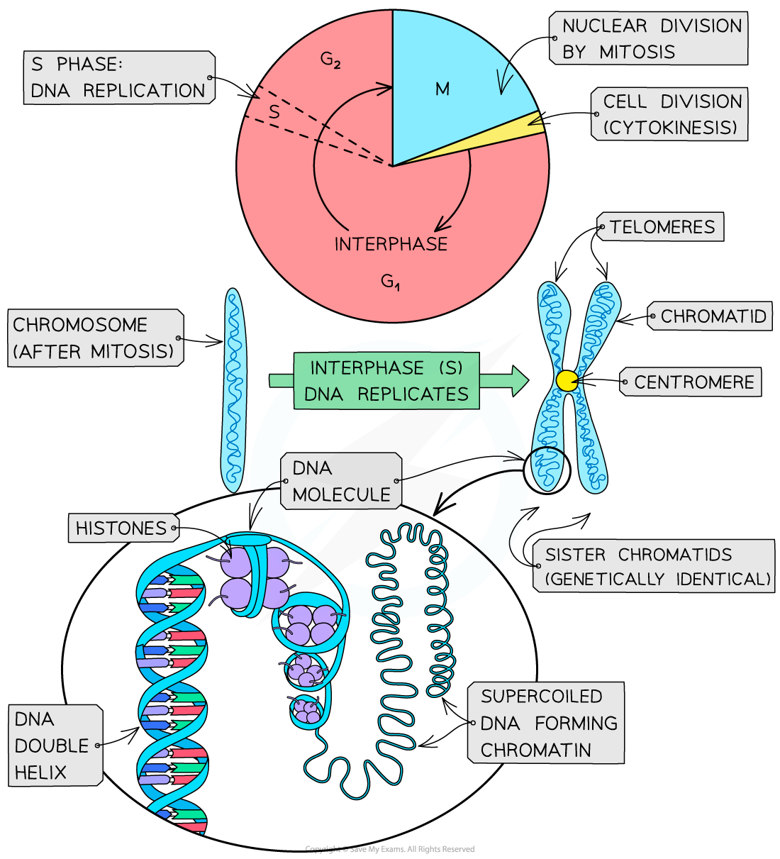 Eukaryotic Cell Reproduction Chromosome Structure Study Macromolecular