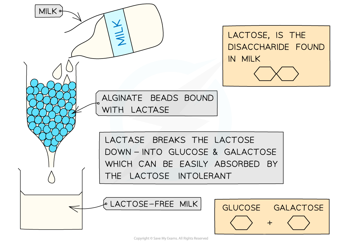 Lactase Enzyme Diagram 30+ Lactase Enzyme Stock Illustrations,