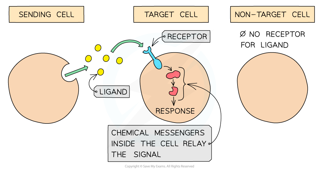 Cell Signaling Pathways Osmosis 10.2 Osmosis – College Biology I