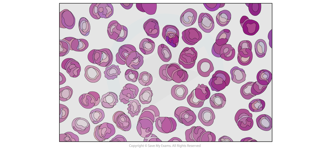 How To Measure Cells Under A Microscope