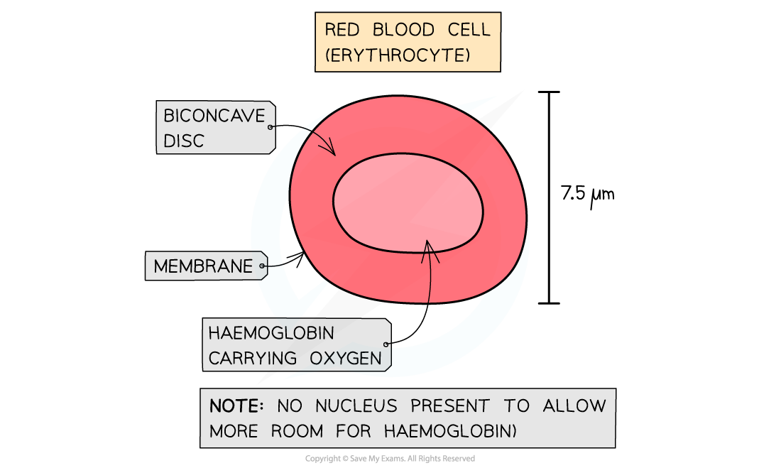 Red Blood Cells Diagram Labelled