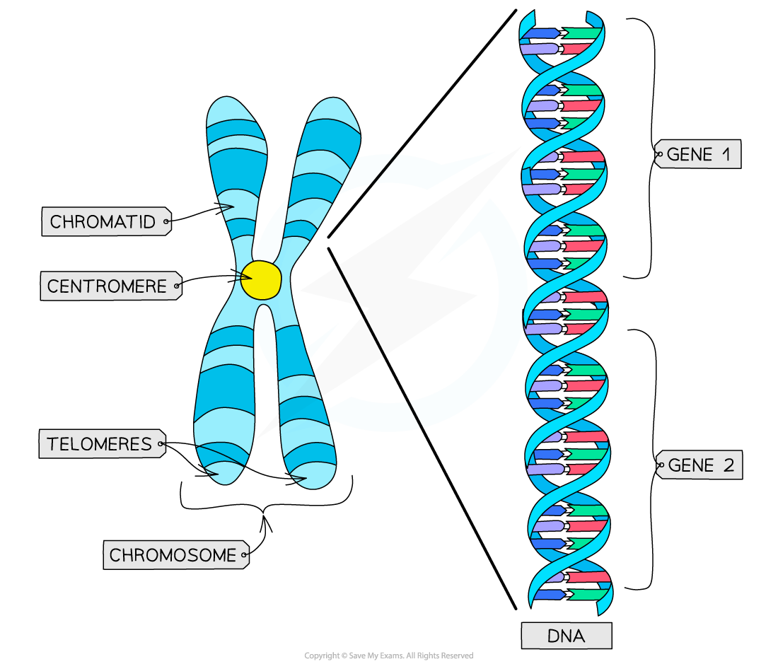 Eukaryotic Chromosome Structure Chromatin Chromatid Dna DNA Packaging