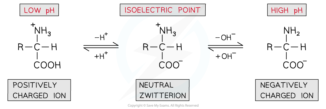 Zwitterions And Isoelectric Point Isoelectric Ph Of Amino Acids