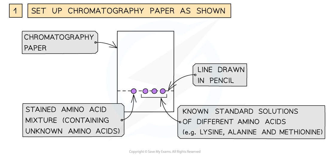 Amino Acids Paper Chromatography