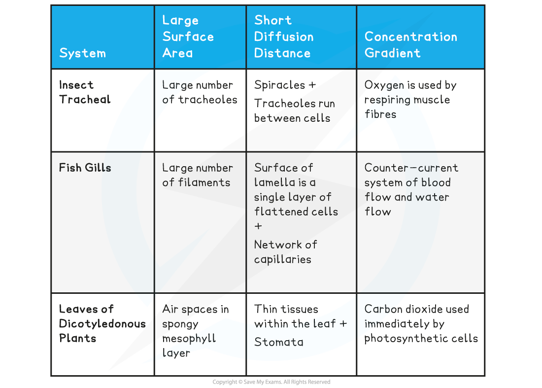 Gas Exchange Adaptations The A Level Biologist Your Hub 5 Ways To