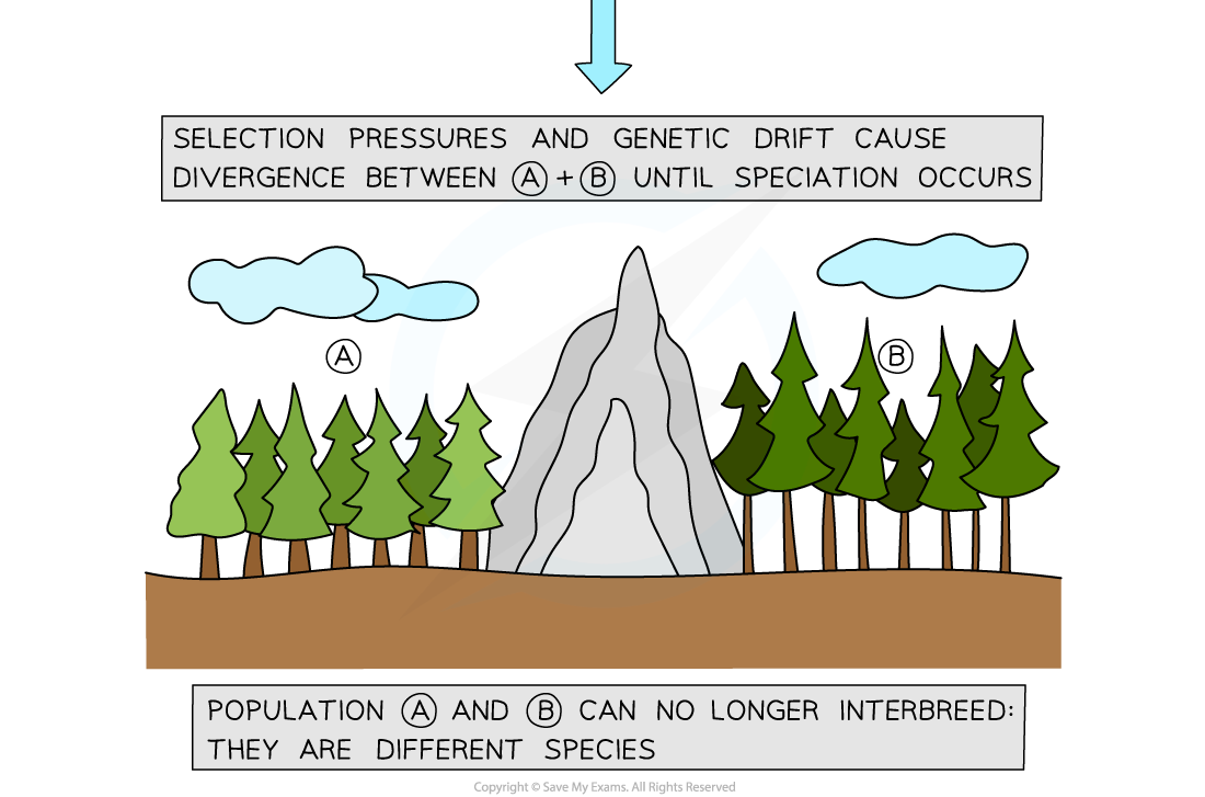 Allopatric Speciation Diagram