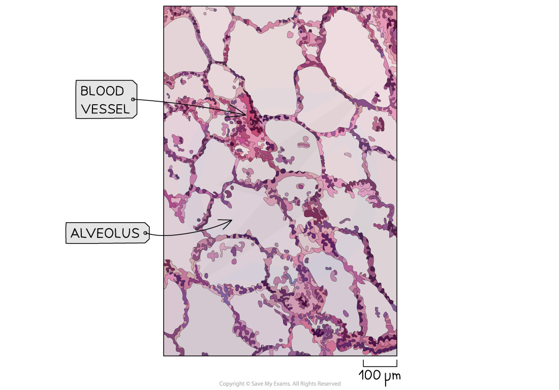Alveoli Histology
