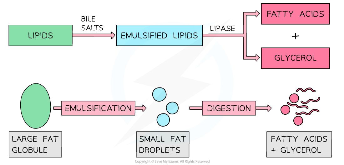 Lipid Digestion In The Stomach And Small Intestine Steps Enzymes