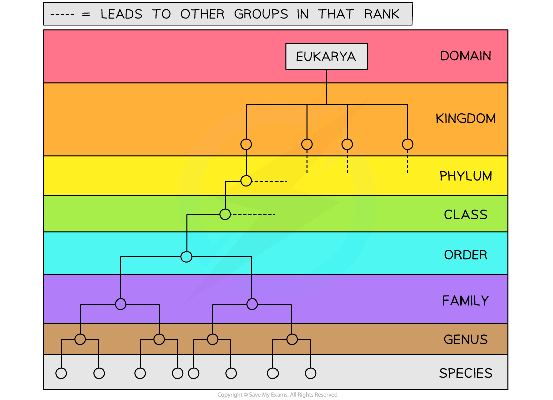What Is Taxonomy Examples Levels Classification Taxonomy (biology)
