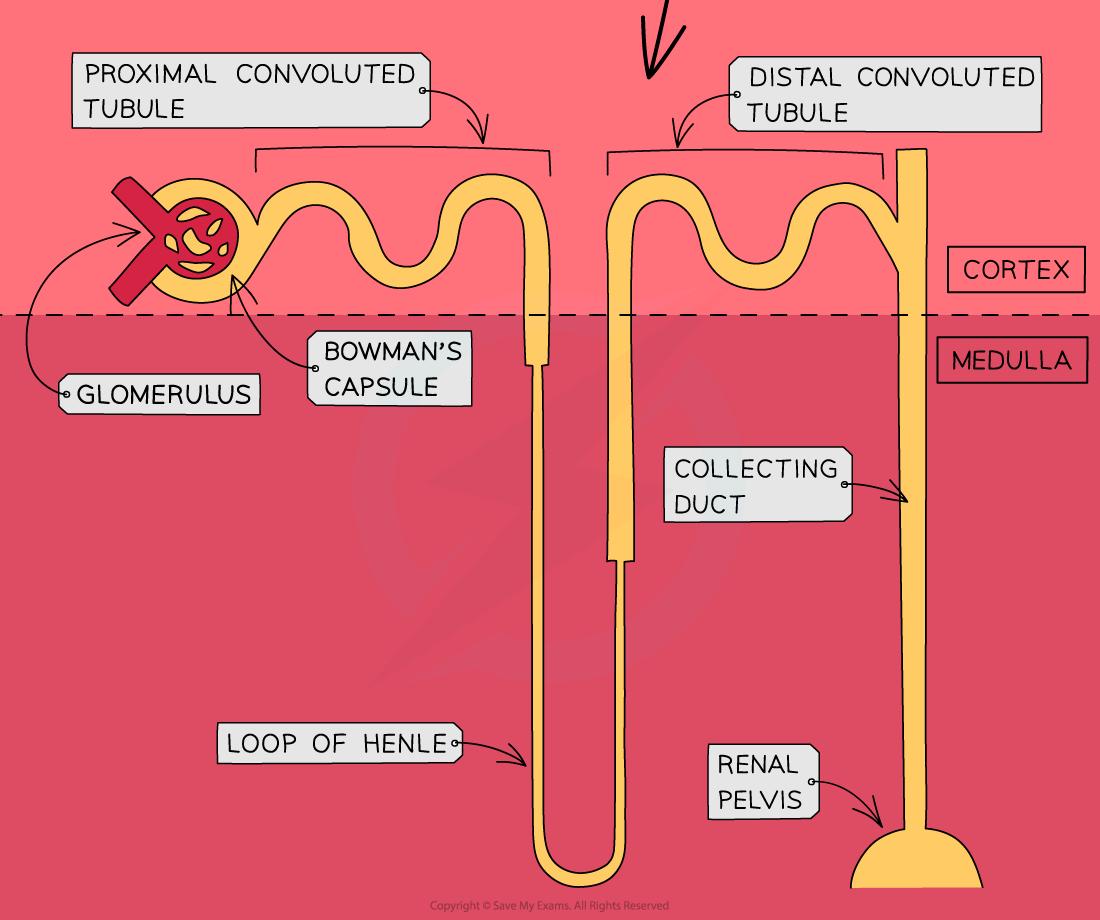 Andrew Biology Nephron Structure