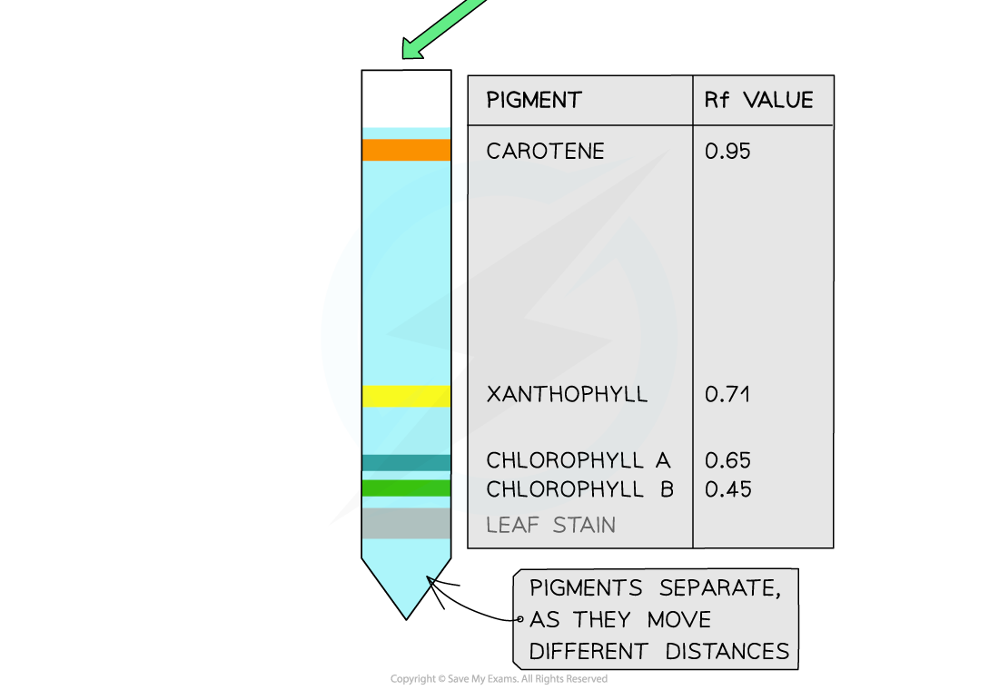 Paper Chromatography Chlorophyll Paper Chromatography Photosynthesis