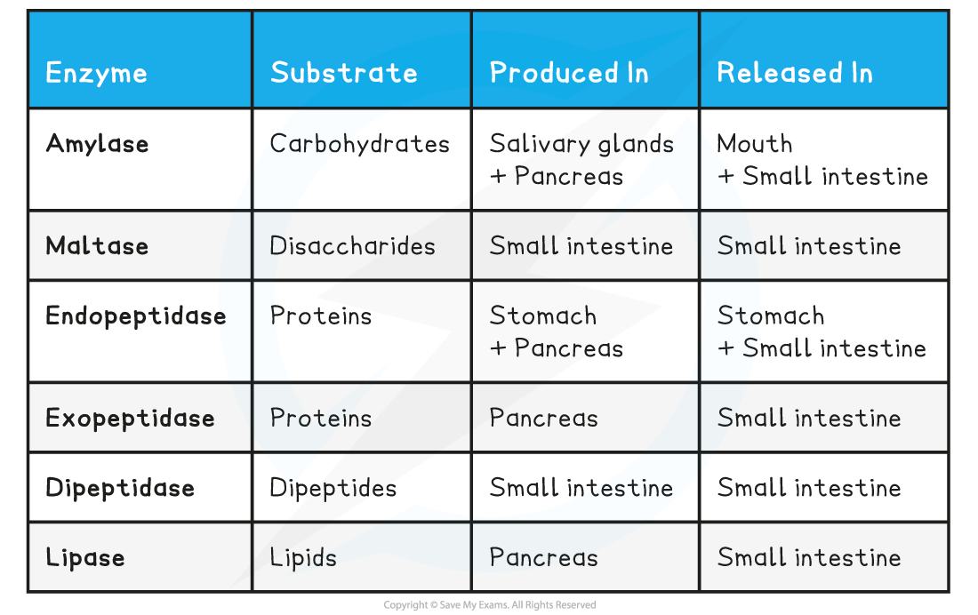Carbohydrate Enzyme