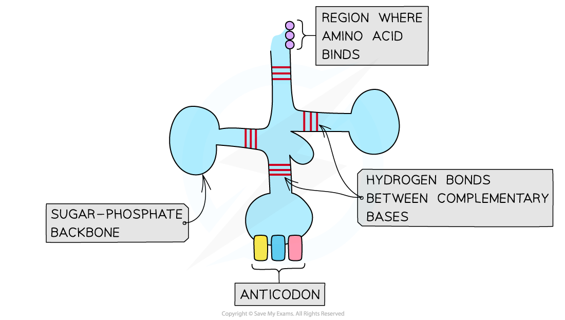 Transfer Rna Biology
