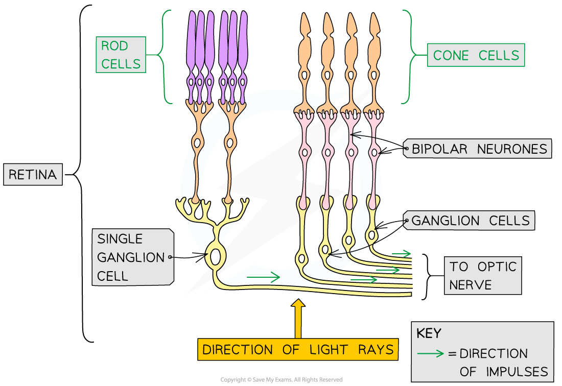 Eye Ball Rod And Cone Cells