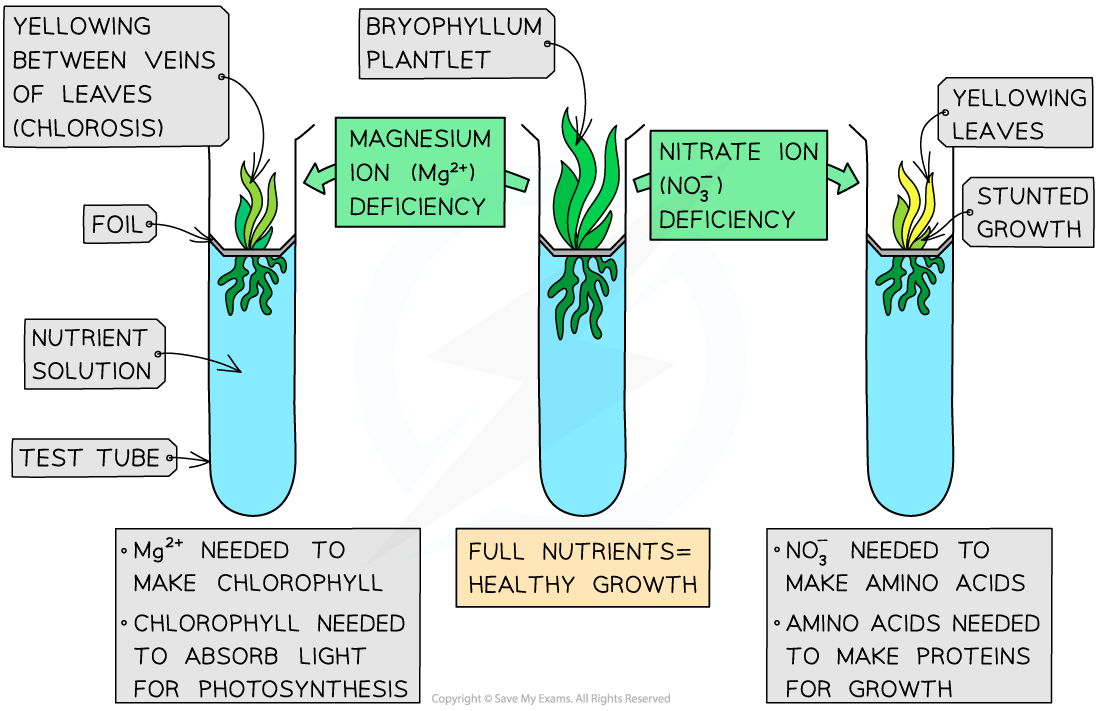 Nitrogen Deficiency In Plants Gcse
