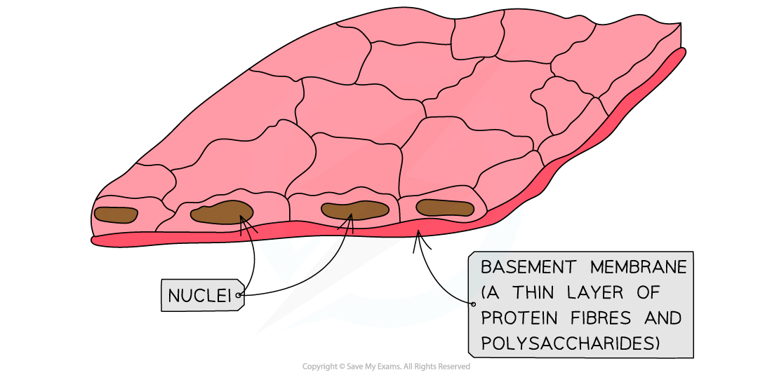 Simple Squamous Epithelium Diagram