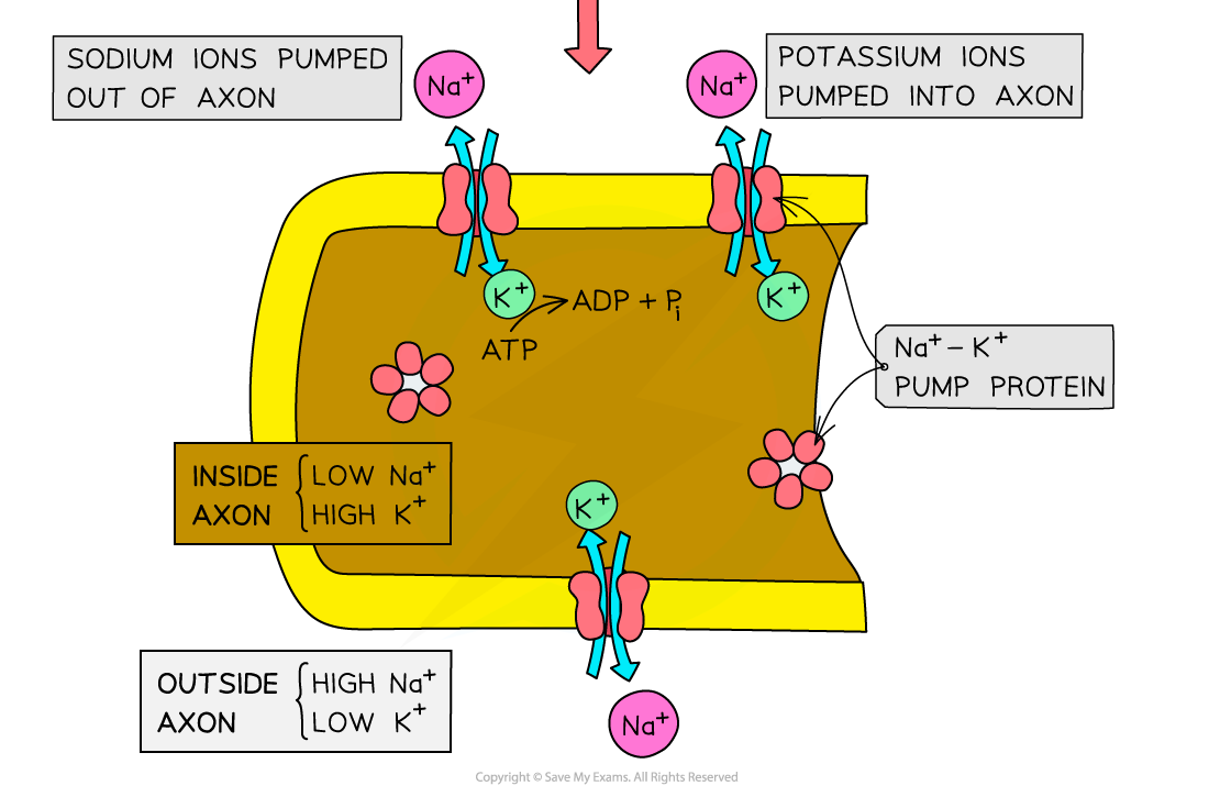 Resting Potential Action Potential Definition, Mechanism,