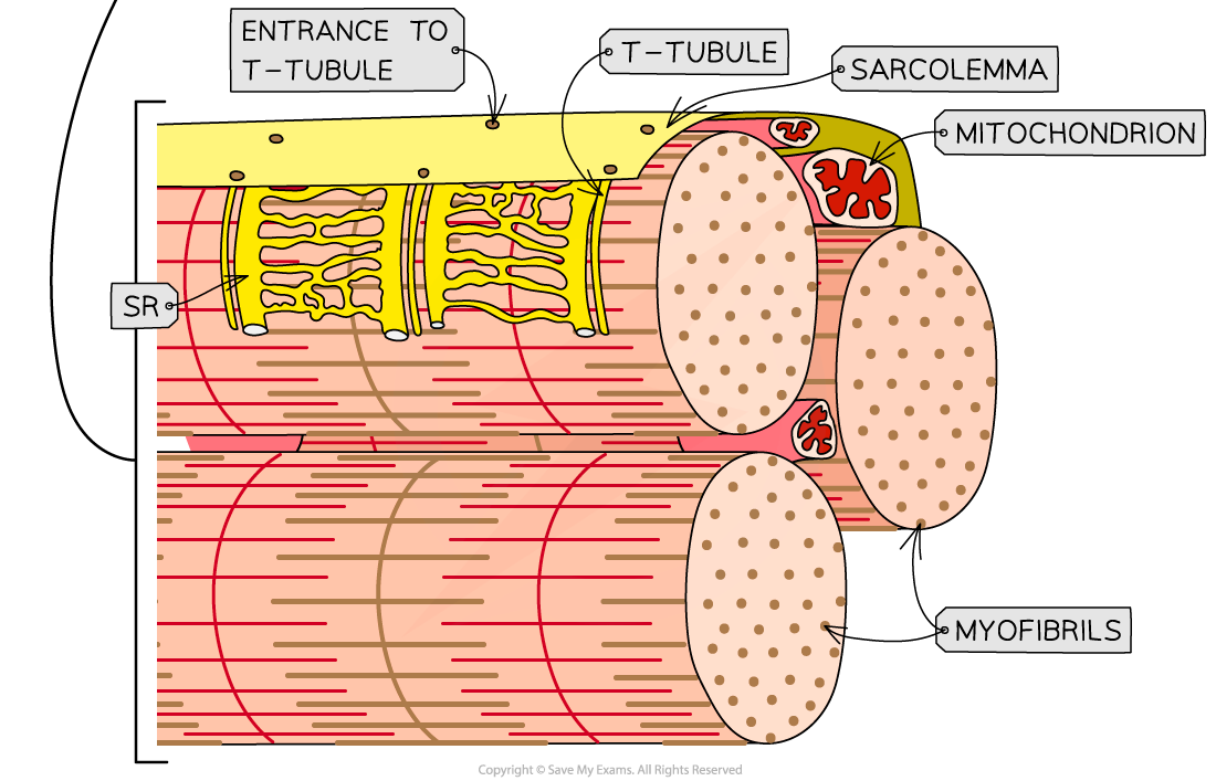 Skeletal Muscle Tissue Labeled Sarcolemma Muscle Fiber. 1. Myofibrils