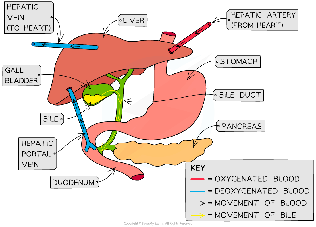 Describe The Structure And Function Of Liver Cl 11 Biology - Infoupdate.org