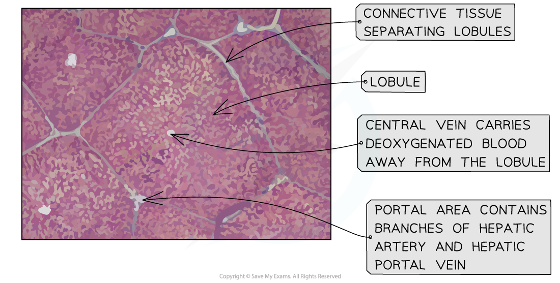 Liver Histology Labeled