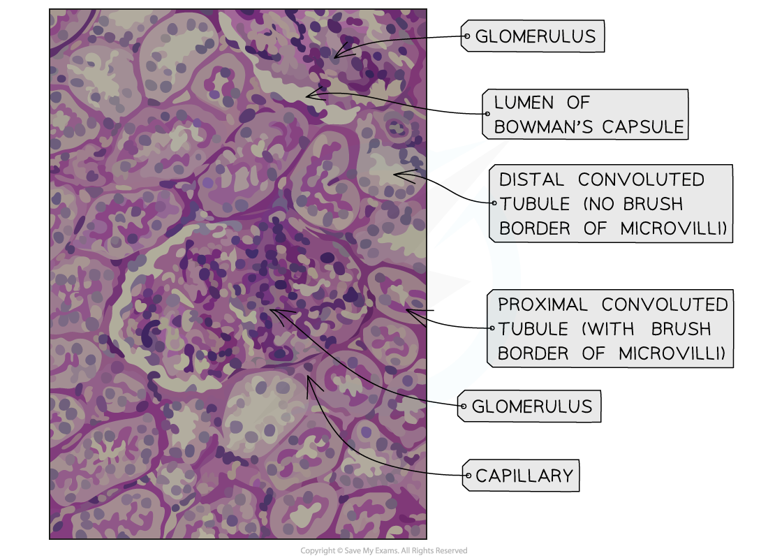Nephron Histology Labeled
