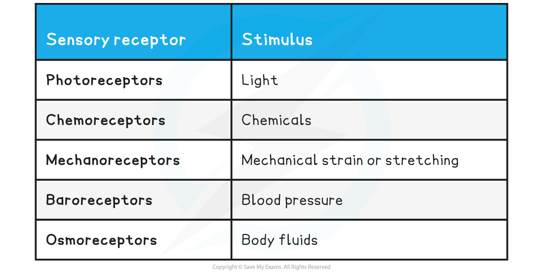 Special Senses Receptors Five Special Senses What Are The Five