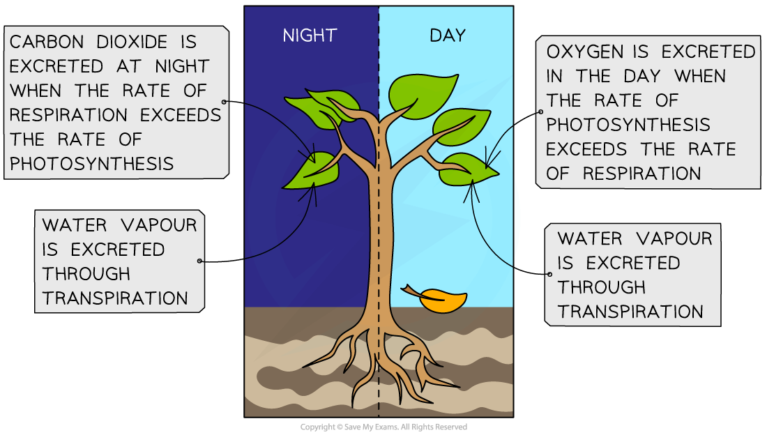 Respiration And Excretion In Plants Respiration Understanding Global