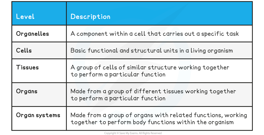 Levels Of Organization File:Anatomical Levels Of Organization.JPG