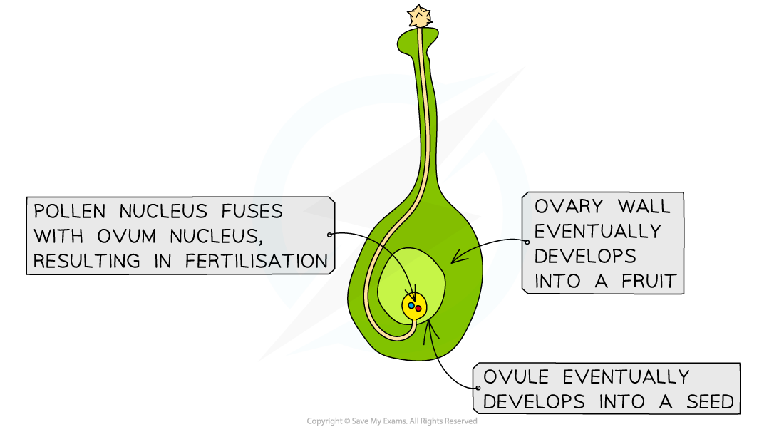 Flower Pollen Diagram Pollen Grain Structure, Types, Development And