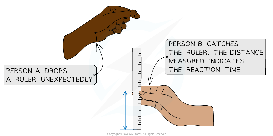 Reaction Time Test Drop Ruler Test | Assessing Reaction Time