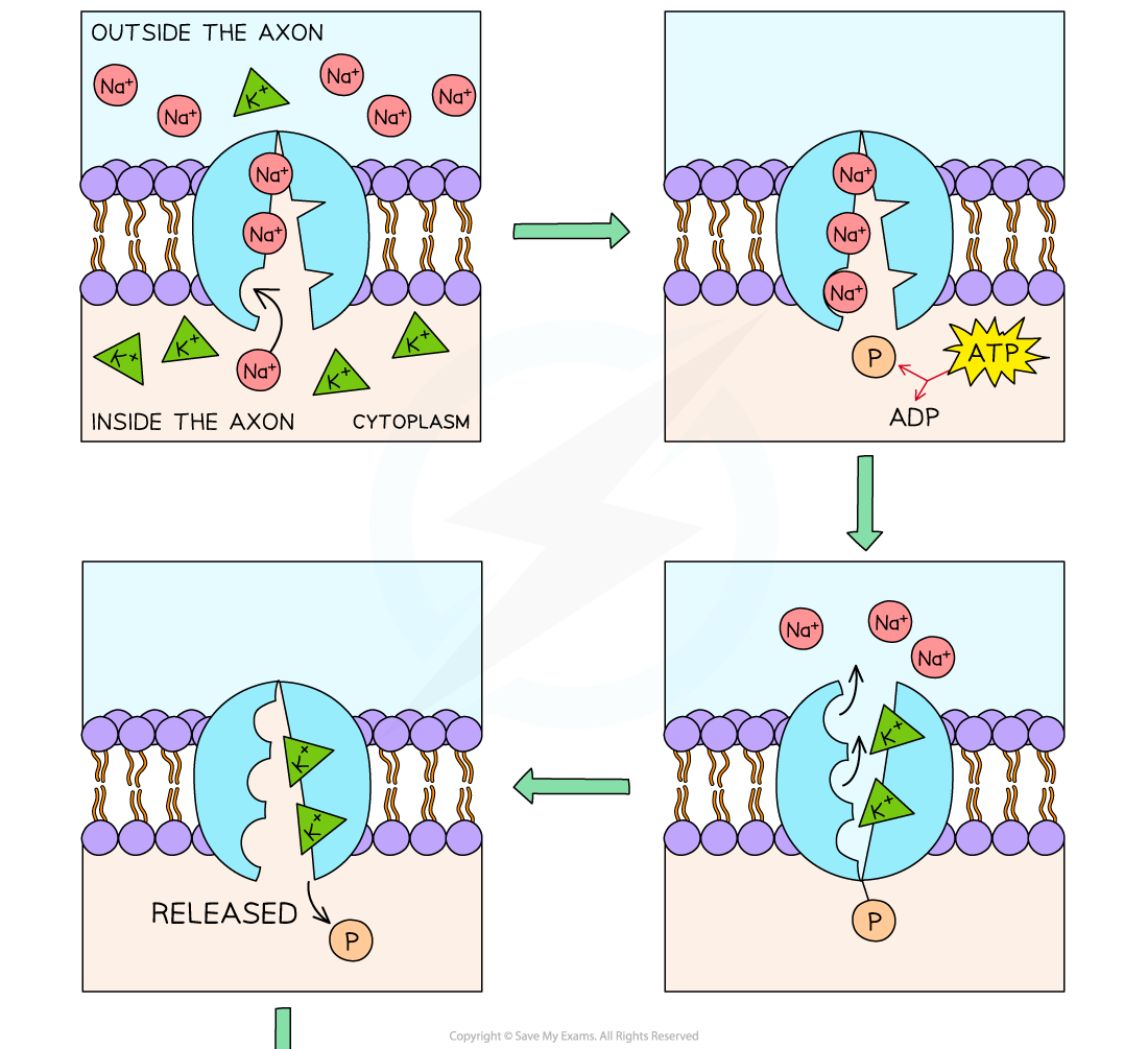 Sodium Potassium Pump Diagram Potassium Pump An Overview