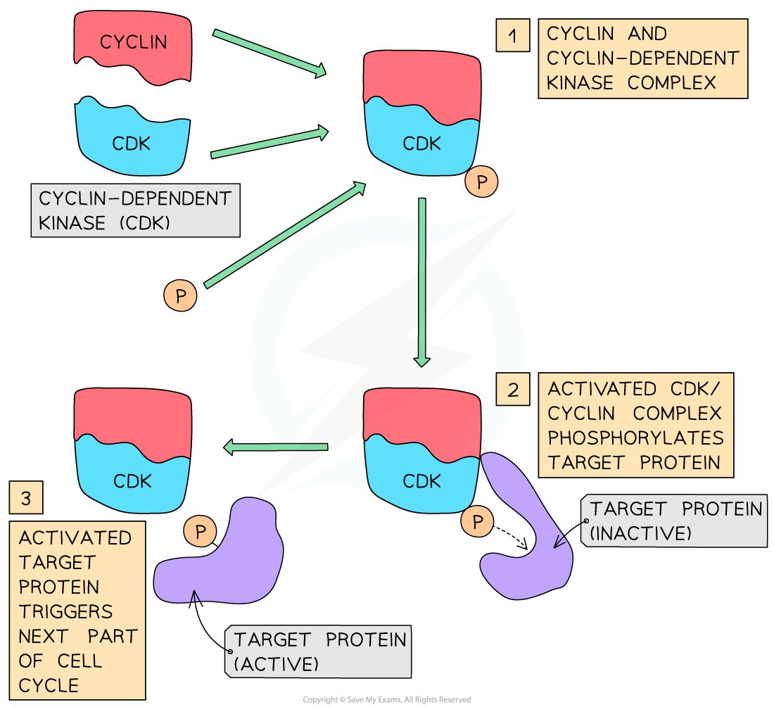 C Cell Cycle And Cell Division Biology4isc